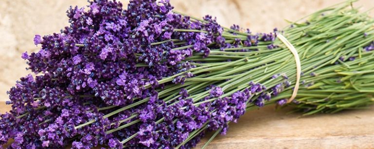 Buquê de Lavanda